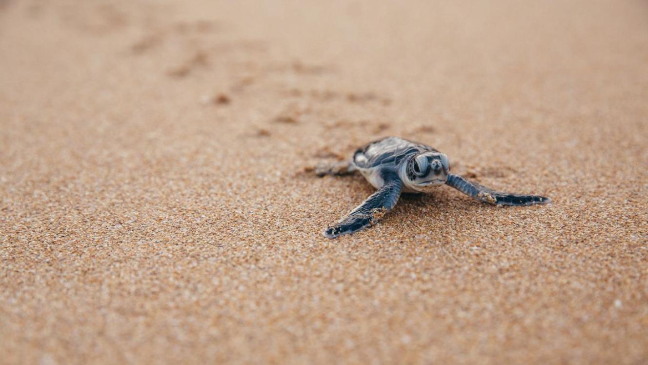 10 Facts about Marine Turtles | WWF-New Zealand